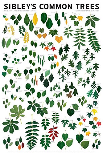 Laminated Common Trees of Eastern North America Sibley's Poster Print 24x36