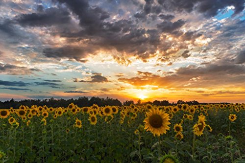 Sunflower Field Sunset Tuscany Italy Landscape Photo Photograph Cool Wall Decor Art Print Poster 36x24
