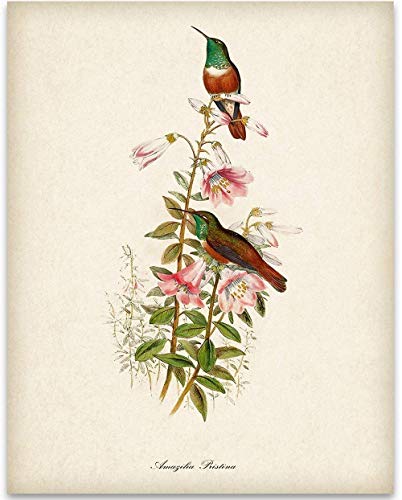 Vintage Two Hummingbirds Illustration - 11x14 Unframed Art Print Poster - Great Home Humming Bird Decor and a Great Gift Under $15 for Bird Watchers