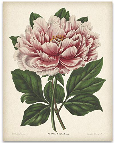 Vintage Mountain Peony Illustration - 11x14 Unframed Art Print - Great Gift and Decor for Gardeners Under $15