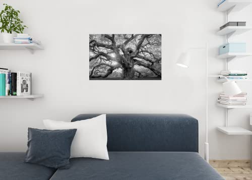 Angel Oak Tree Monochrome Charleston South Carolina Black White Nature Forest Cool Wall Decor Art Print Poster 36x24