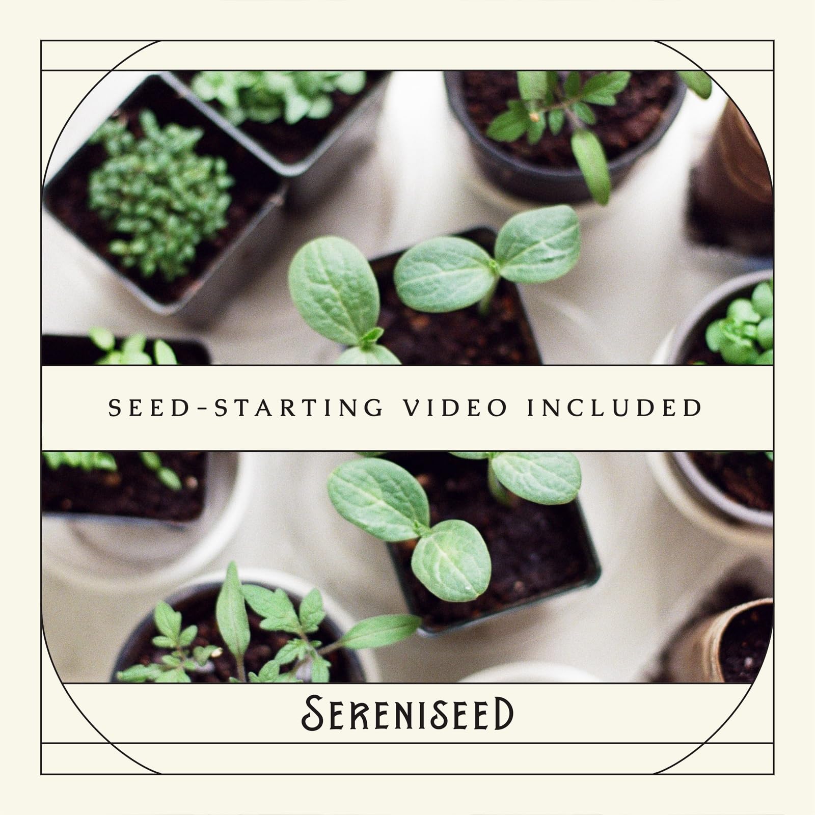 Sereniseed Certified Organic Herb Seeds Collection (10-Pack) – 100% Non GMO, Open Pollinated Varieties – Guide for Indoor & Outdoor Garden Planting