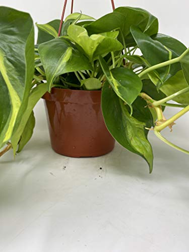 Brazil Philodendron 6" Hanging Basket - Low Light - Easy