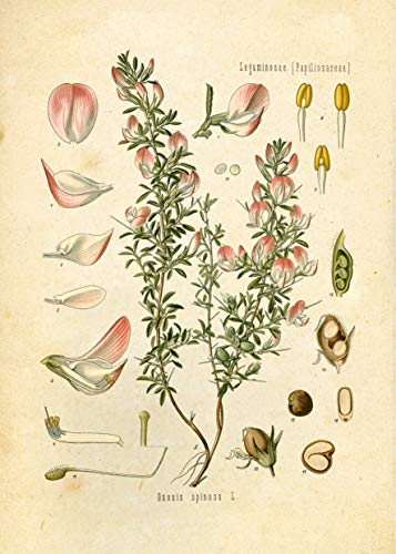 Vintage Botanical Prints | Wildflower Art Prints | Floral Wall Art | Set of 9 5x7 Unframed