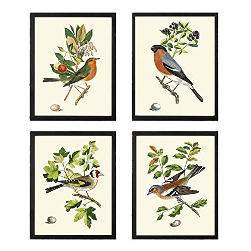 Bird Print Set of 4 Prints Antique Art Beautiful Colored Colorful Natural Science Summer Garden Nature Fruit Berries Tree Branch Leaf Home Room Wall Decor Unframed CJ