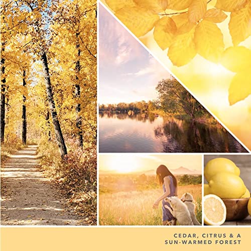 Yankee Candle Sunlit Autumn Tea Light Candles