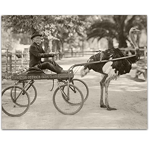 Quirky California Ostrich - Weird Vintage Photo - Great for Home or Office Decor, Black and White Old Strange Photo, Great Gift for Animal Lovers, 11x14 Funny Unframed Print Poster