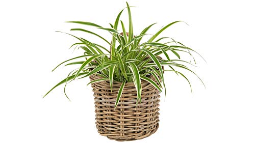 Kobo Wall Basket, Small, Gray-Brown
