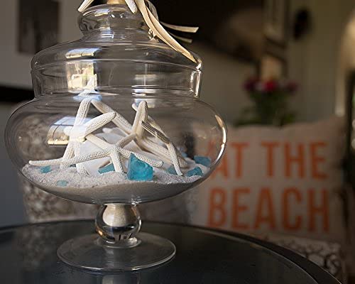 White Sand Dollars 2.5"-3" - 10pcs - Wedding Seashell Craft - Hand Picked and Professionally Packed by Tumbler Home