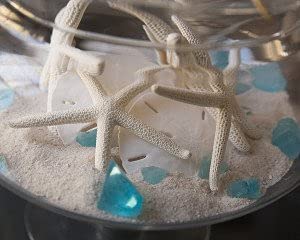 White Sand Dollars 2.5"-3" - 10pcs - Wedding Seashell Craft - Hand Picked and Professionally Packed by Tumbler Home