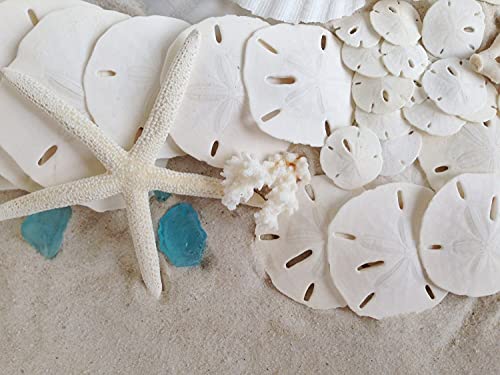 White Sand Dollars 2.5"-3" - 10pcs - Wedding Seashell Craft - Hand Picked and Professionally Packed by Tumbler Home