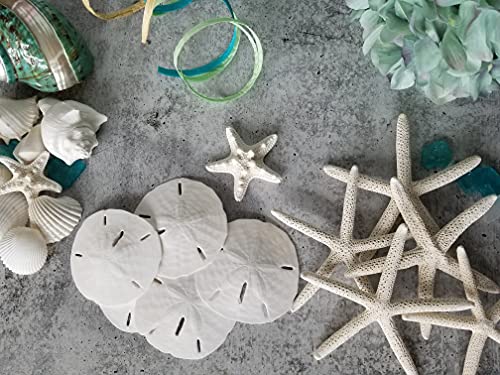 White Sand Dollars 2.5"-3" - 10pcs - Wedding Seashell Craft - Hand Picked and Professionally Packed by Tumbler Home