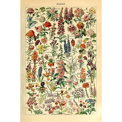 Meishe Art Vintage Poster Print Flower Floral Botanical Collections Garden Flowers and Plants Identification Reference Chart Diagram Home Wall Decor
