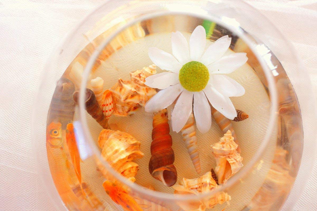 Sea Shells Mixed Beach Seashells 9 Kinds 1.2"-3.5 "Various Sizes Natural Seashells and 2 Kinds of Natural Starfish for Beach Themed Party DIY Crafts FishTank Vase Fillers Home Wedding Decorations