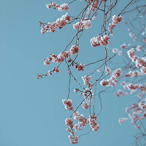 Village Candle Cherry Blossom 26 oz Glass Jar Scented Candle, Large