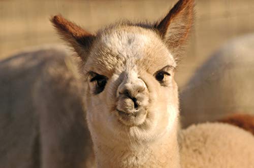 Alpaca Home - 100% Baby Alpaca Wool Solid Throw Blanket, All Natural, Hypoallergenic & Allergen Free for Home Décor or Travel 51 X 71 inches (Purple Haze)
