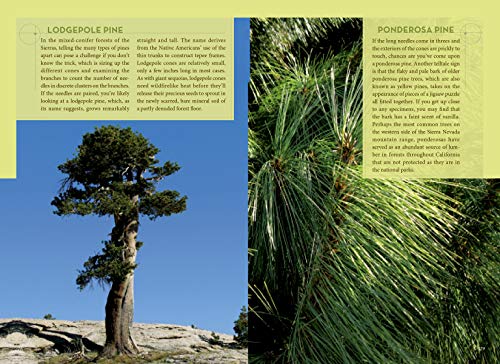 Compass American Guides: Yosemite and Sequoia/Kings Canyon National Parks (Full-color Travel Guide)