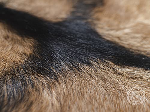 Sunshine Cowhides Genuine Goatskin Rug Goat Skin Goat Hide Goat Skin Rug Exotic 2 x 3 ft.