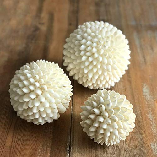 Tumbler Home Real White Seashell Sphere with Lucite Stand | 3 Inches Wide | Beach House Shelf Decor