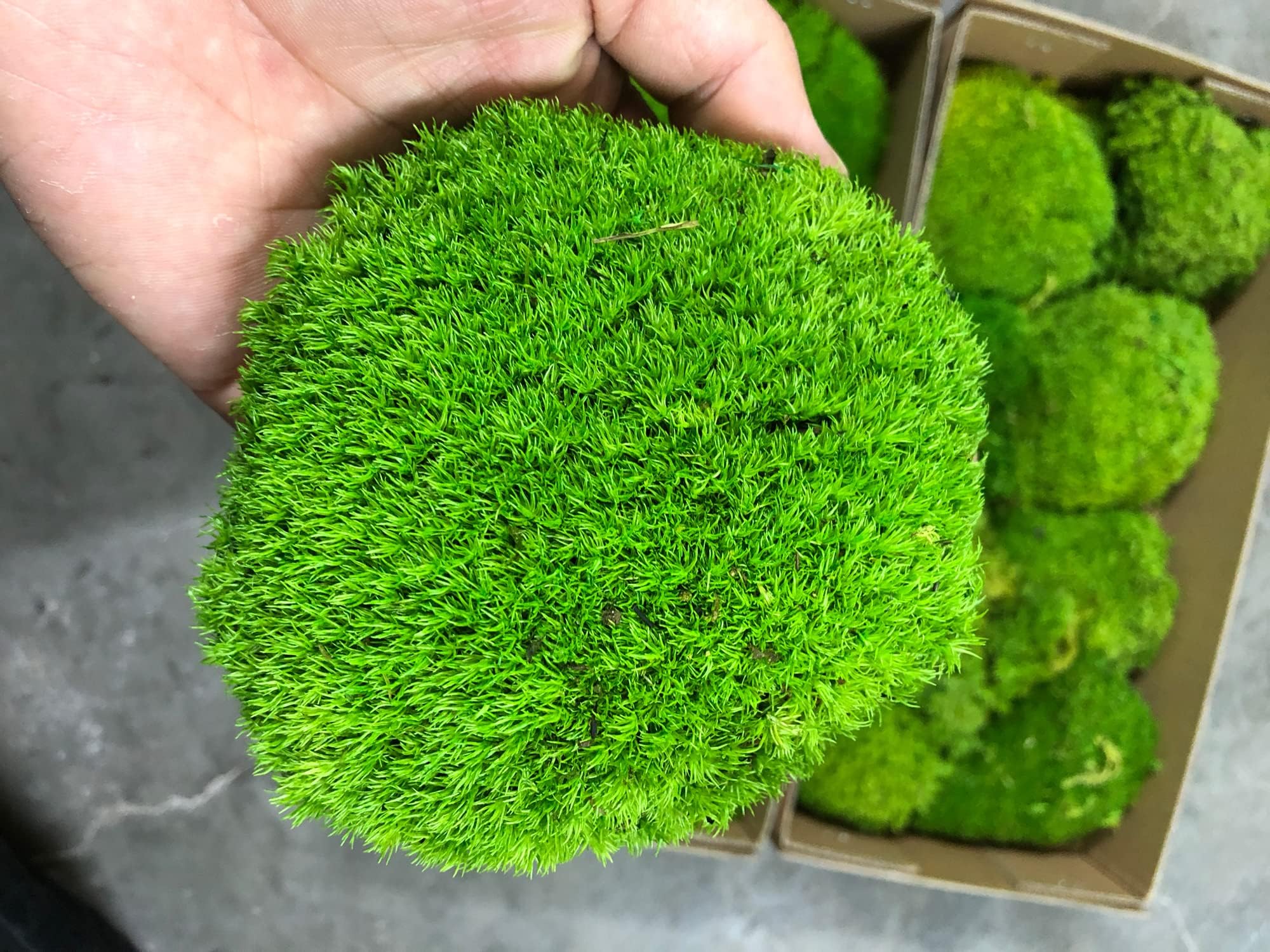 Prefleur Preserved Pole Moss Pillow Bun Cushion Natural Green Decorative Real Natural Green DIY Kit Terrariums Gardenning Art Wall Decor Florist Decor Easter Table Wedding(1.5 sq.ft, Green-B)