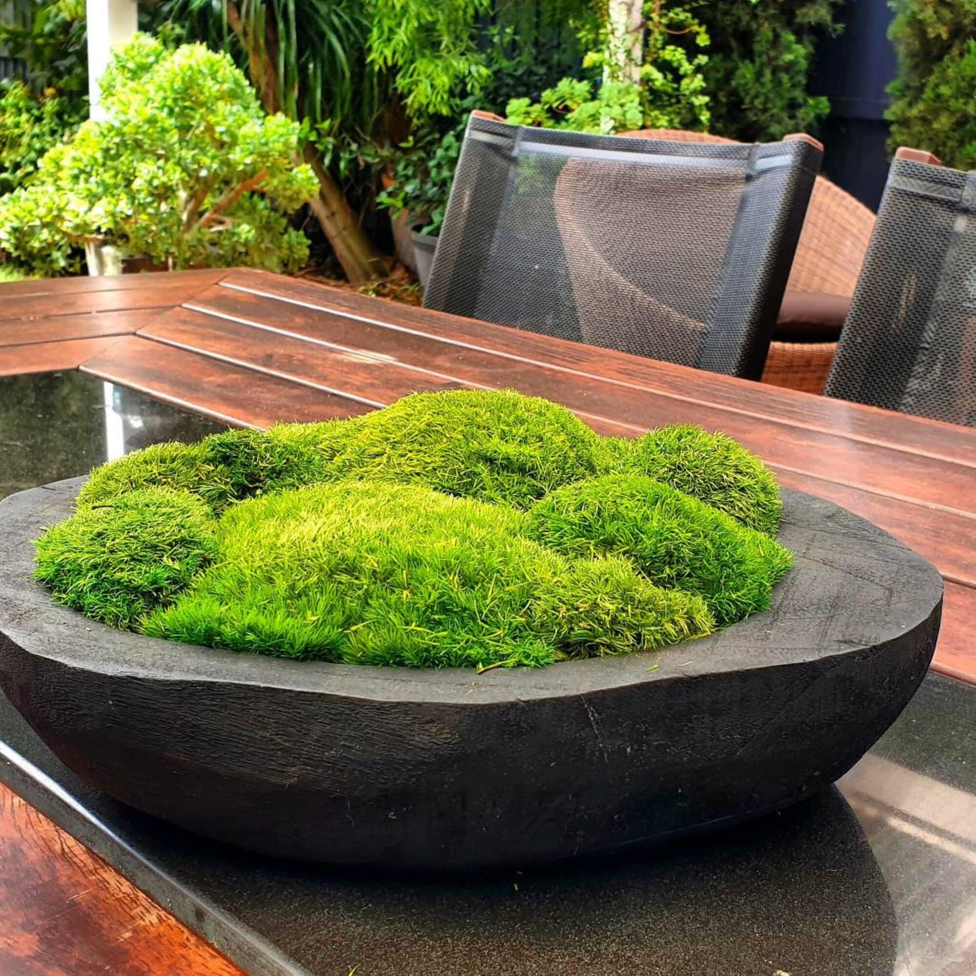 Prefleur Preserved Pole Moss Pillow Bun Cushion Natural Green Decorative Real Natural Green DIY Kit Terrariums Gardenning Art Wall Decor Florist Decor Easter Table Wedding(1.5 sq.ft, Green-B)