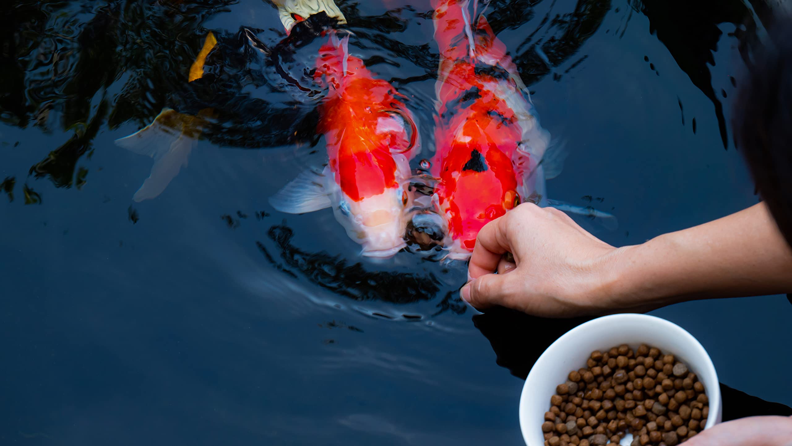 FAMILY FARM AND FEED | Premium Floating Fish Food | Pond and Lake | Pellets | 2 Pounds