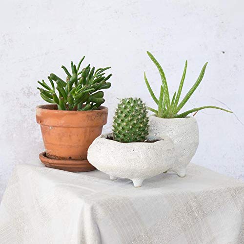 Northern Lights The Sill Agave Nectar & Dune Primrose Candle / Planter 16oz 52755