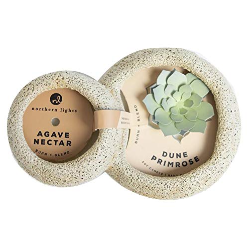 Northern Lights The Sill Agave Nectar & Dune Primrose Candle / Planter 16oz 52755