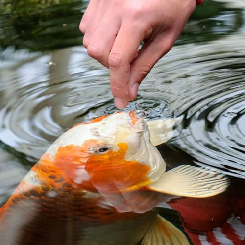 TetraPond Koi Vibrance Soft Sticks, Floating Pond Food, 2.42 Pounds