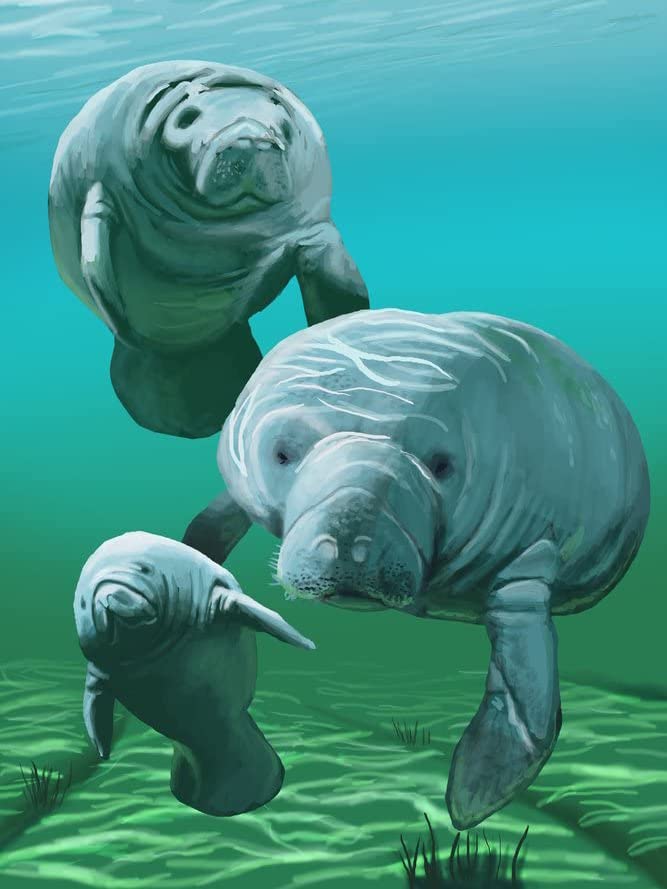 40x50 Blanket Comfort Warmth Soft Plush Throw for Couch Underwater Manatee Family Green