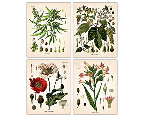 Vintage Psychoactive Plants Botanical Farmhouse Wall Art Poster Print, Set of 4, 8x10 Boho Decoration Prints, Nature Pictures, Aesthetic Floral Posters for Bedroom, Bathroom, Kitchen & Office Decor