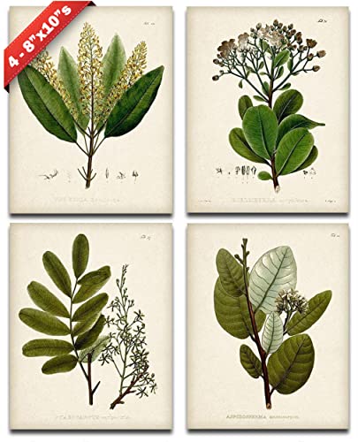 Green Botanical Prints - Set of Four Rustic Wall Art, Vintage, Farmhouse Prints (8x10) Unframed - Green Kitchen Decor, Dinning Room Decor Old Fern Nature Print, Dark Naturalism Decor
