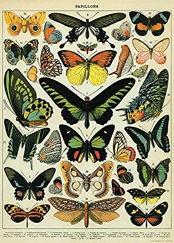 Decorative Wrap 20X28 Butterflies