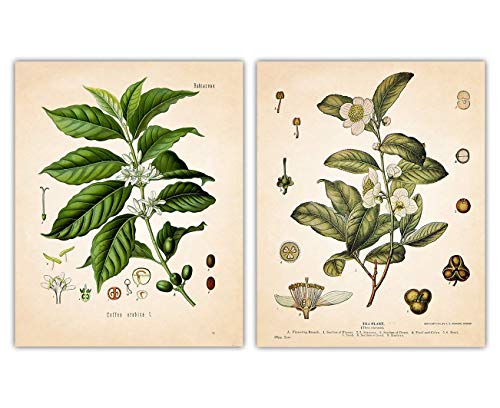 Vintage Coffee & Tea Plant Botanical Farmhouse Wall Art Poster Print, Boho Decoration Prints, Aesthetic Floral Pictures for Bedroom, Bathroom, Kitchen, Office Decor | Set of 2 Unframed Posters 8x10"