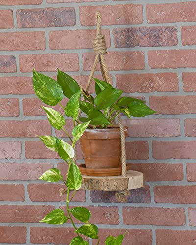 Red Co. Farmhouse 10" Round Paulownia Wooden Slab Indoor Decorative Rope Hanging Shelf