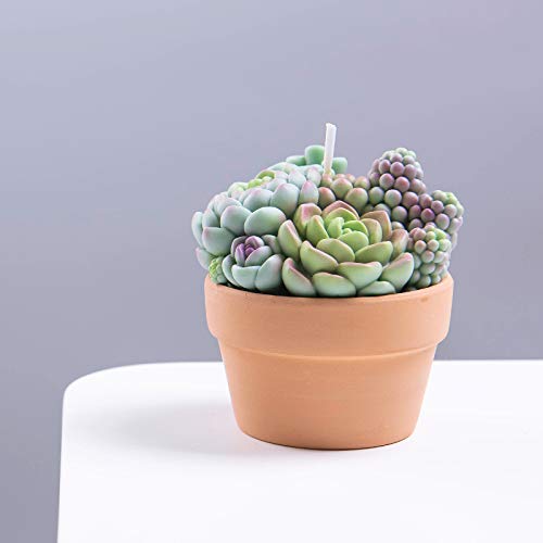 Assorted Succulent Pot Scented Candle for Spa Home Decoration Wedding Gift