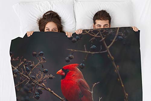Swono Red Bird Throw Blanket,Northern Cardinal Bird On The Tree Branch Thorw Blanket Soft Warm Decorative Blanket for Bed Couch Sofa Office Blanket 30"X40"