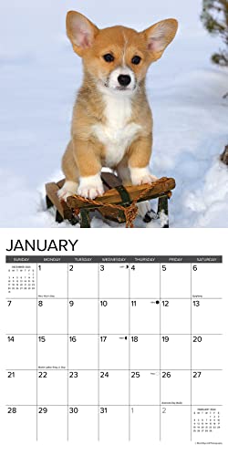 Willow Creek Press Corgi Puppies Monthly 2024 Wall Calendar (12" x 12")