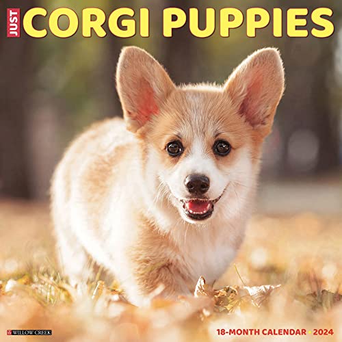 Willow Creek Press Corgi Puppies Monthly 2024 Wall Calendar (12" x 12")