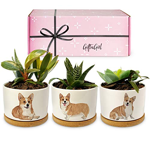 GIFTGIRL Corgi Gifts for Corgi Lovers - Our Corgi Succulent Planters Make Great Corgi Gifts for Women and are Perfect Corgi Gifts for Girls. All Corgi Lovers, Love Corgi Gifts