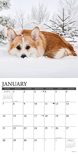 Willow Creek Press Corgis Monthly 2024 Wall Calendar (12" x 12")