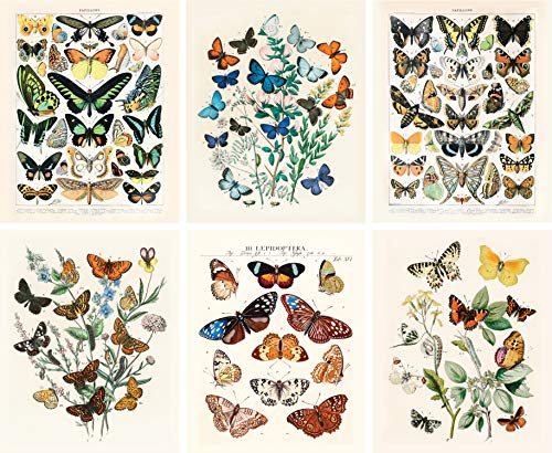 ARTIVO Vintage Butterfly Art Prints 6 Set 8x10, Butterflies Vintage Poster Prints, Cottagecore Aesthetic Decor, Vintage Wall Collage, Wall Art Posters, Vintage Nature Posters