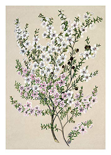 Ink Inc. Botanical Prints Floral Wildflowers Wall Art Prints - Set of 9-5x7- Matte - Unframed