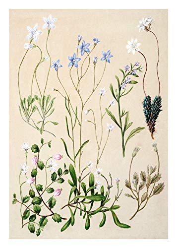 Ink Inc. Botanical Prints Floral Wildflowers Wall Art Prints - Set of 9-5x7- Matte - Unframed