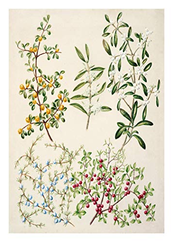 Ink Inc. Botanical Prints Floral Wildflowers Wall Art Prints - Set of 9-5x7- Matte - Unframed