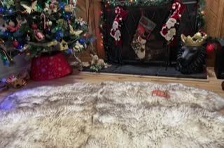 Genuine Natural Sheepskin Rug 4-Pelt Real Fur 71"x41"x 2" Premium Grade Australia and New Zealand Ethically Sourced by Windward (Ivory/White)