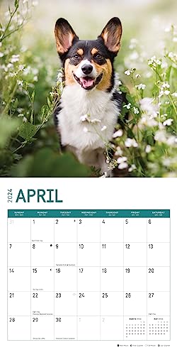 2024 Corgis Monthly Wall Calendar by Bright Day, 12 x 12 Inch Cute Dog Breed Gift