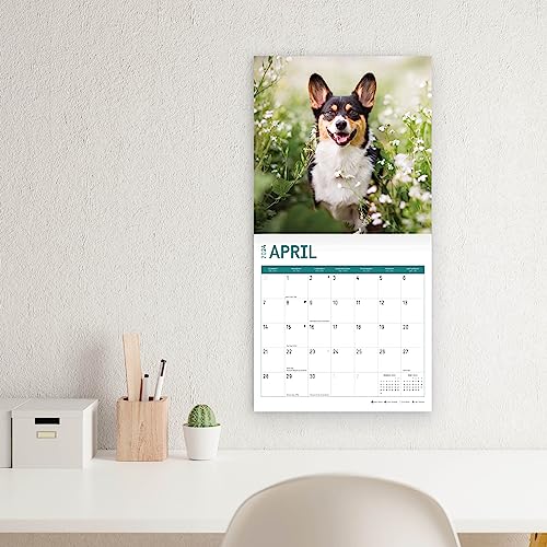 2024 Corgis Monthly Wall Calendar by Bright Day, 12 x 12 Inch Cute Dog Breed Gift