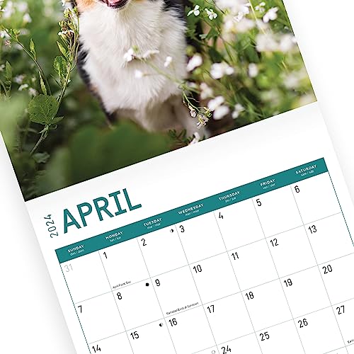 2024 Corgis Monthly Wall Calendar by Bright Day, 12 x 12 Inch Cute Dog Breed Gift