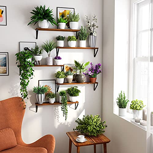 Wallniture Ponza Floating Shelves for Wall, 24" Floating Bookshelf, Wood Wall Shelves for Bedroom Decor, Walnut Set of 5